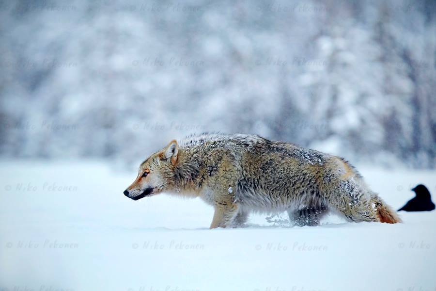 White Wolf : Stunning beauty of wild wolves in Finland by award winning ...