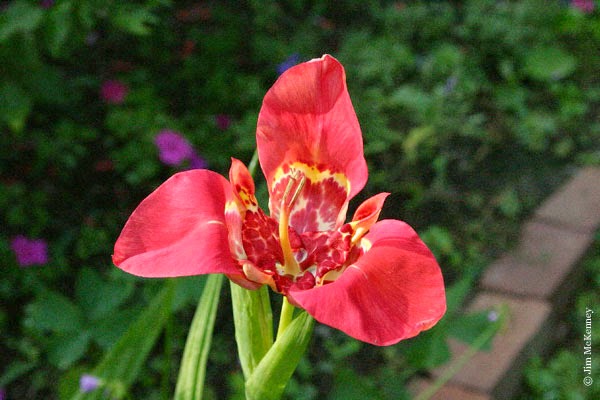 Всё о бегониях и не только...: Тигридия (Tigridia)