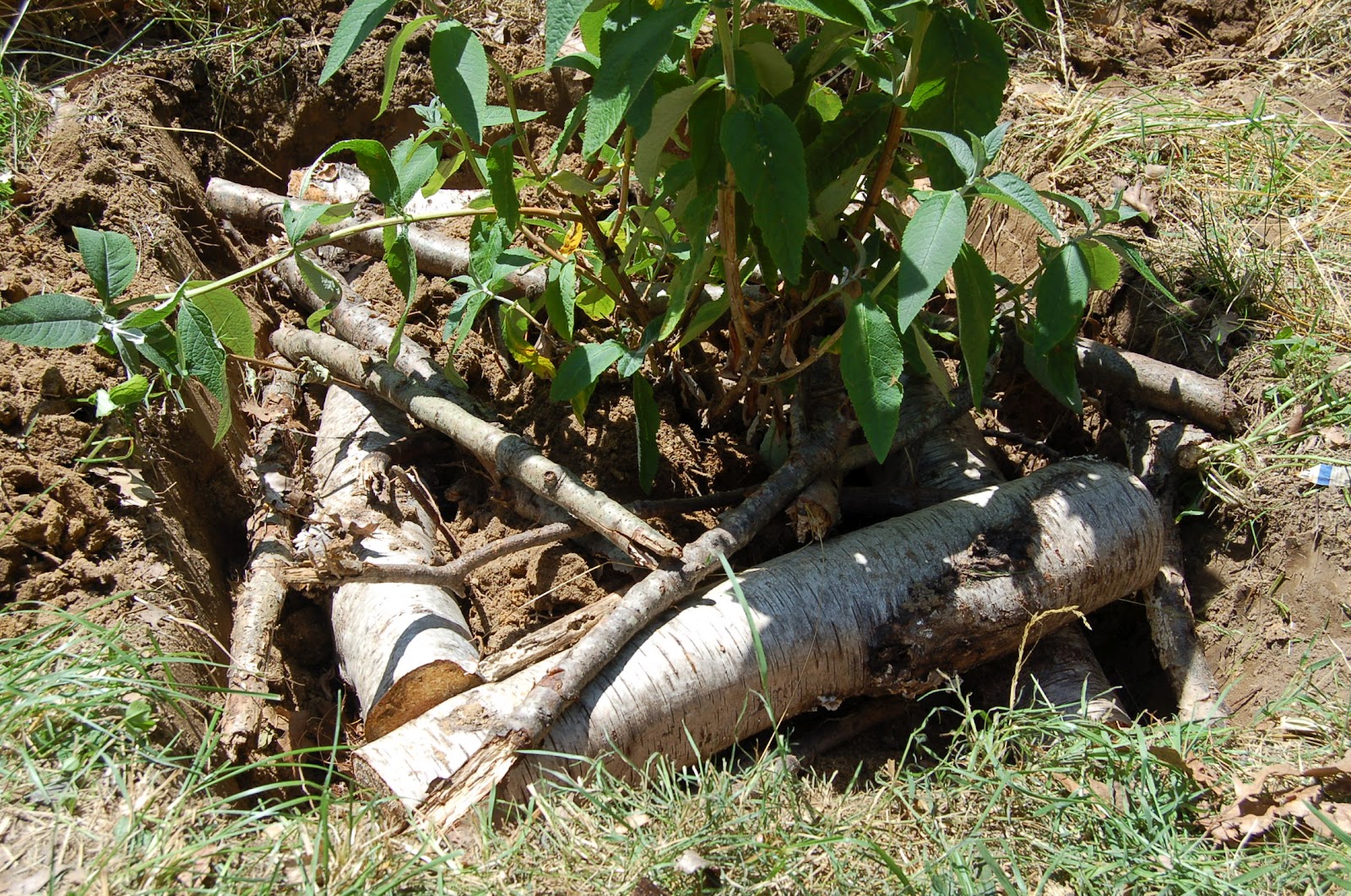 Starting a Permaculture Homestead: Hugelkultur mounds