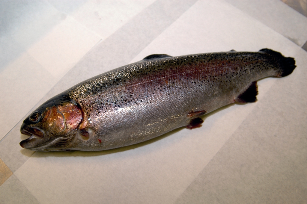 Frisch auf dem Grill: Die Forelle | Fit & Gesund