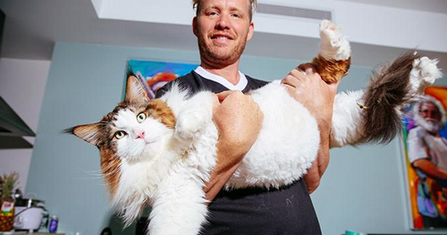 Kucing Paling Besar di Dunia
