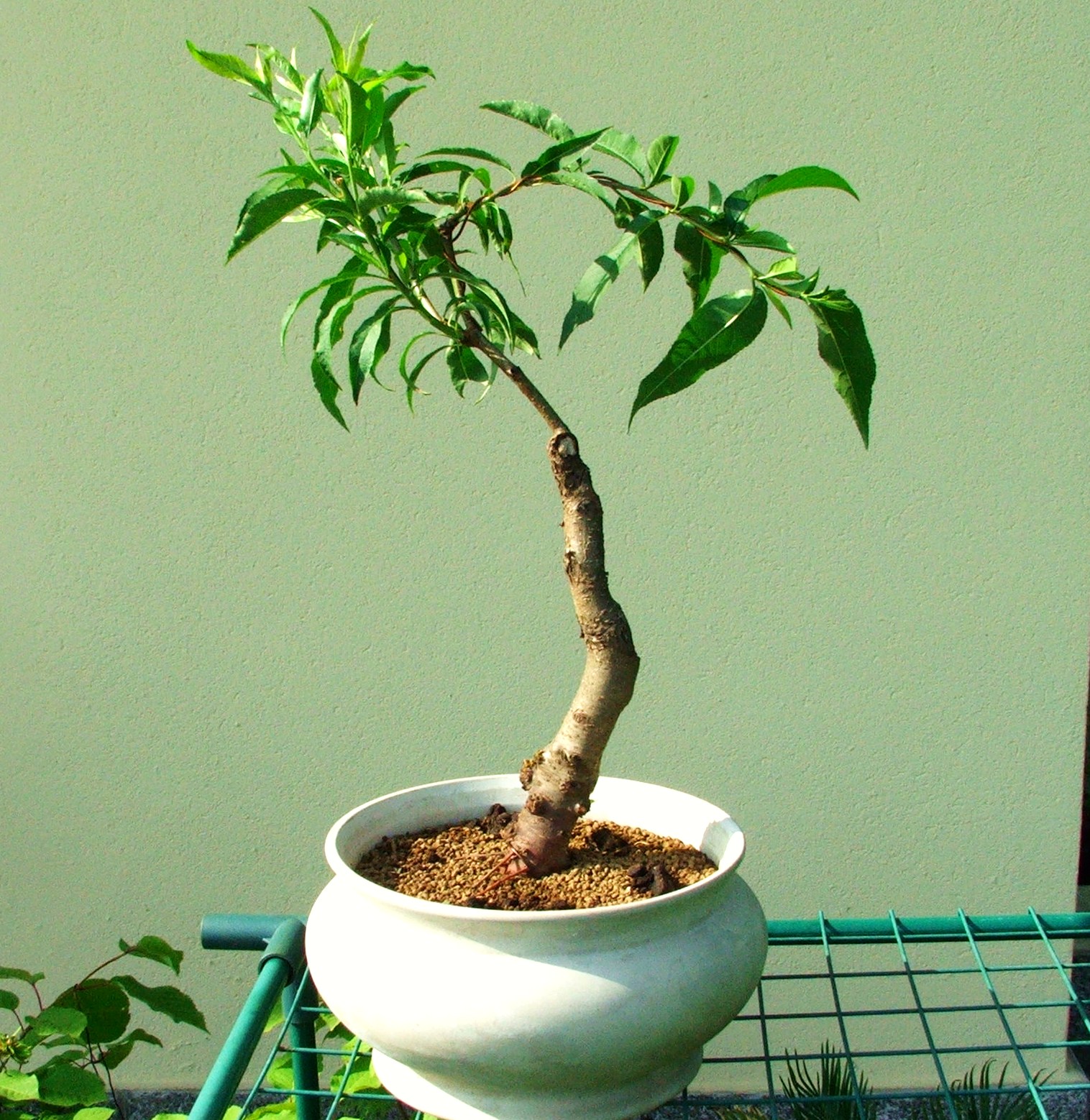 Evoluzione Bonsai : Bonsai di Pesco - Peach - prunus persica