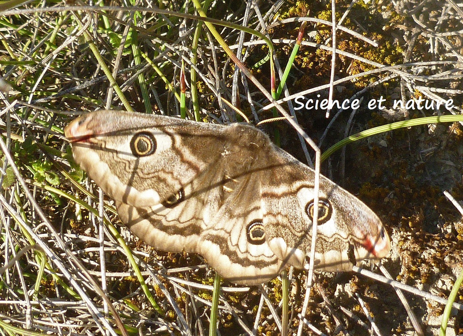 Découvertes Naturalistes: Mimétisme