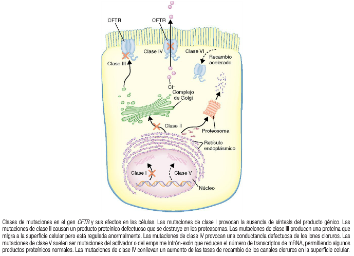 FIBROSIS QUÍSTICA: Gen CFTR y mutaciones: (por David Serantes)