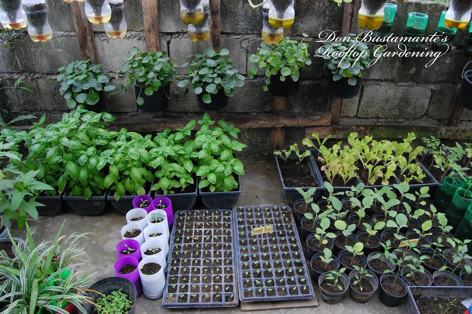 Don Bustamante's Rooftop Garden: Pangunahing Pamantayan Sa Organikong ...