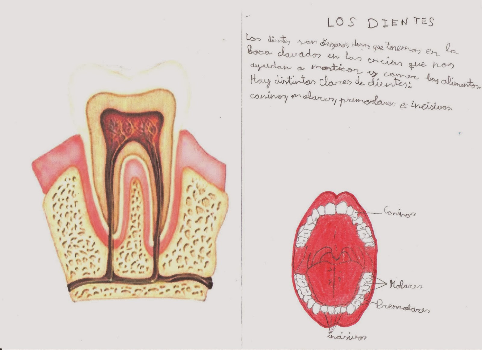 NUESTRA CLASE : Investigamos:¿Los dientes son huesos? ¿Cuántos dientes ...