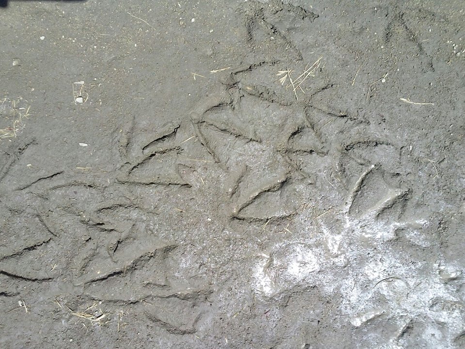 BIRDLAND FREE PRESS: BIRDLAND FREE PRESS / 3.1415926653