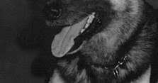 Famous Dogs in History: Nemo: One of the Few Vietnam War Dogs to Return ...