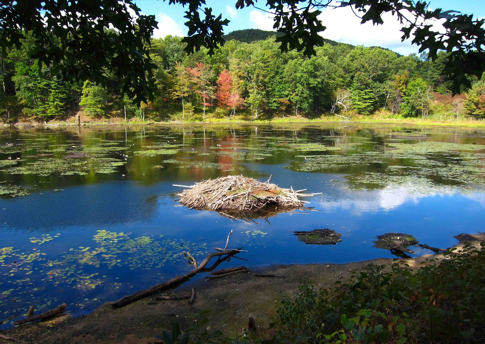 Saratoga woods and waterways: An Autumn Morning Around Mud Pond