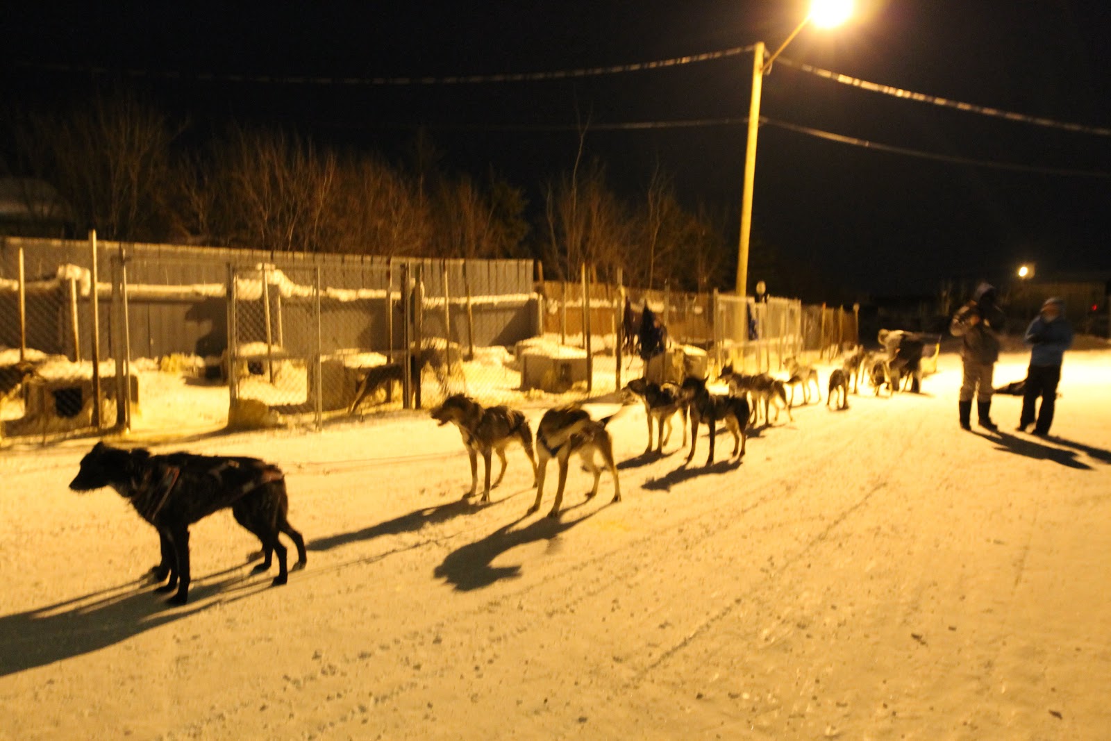 by SHANNON LEE: Dog Sledding Under the Aurora Borealis
