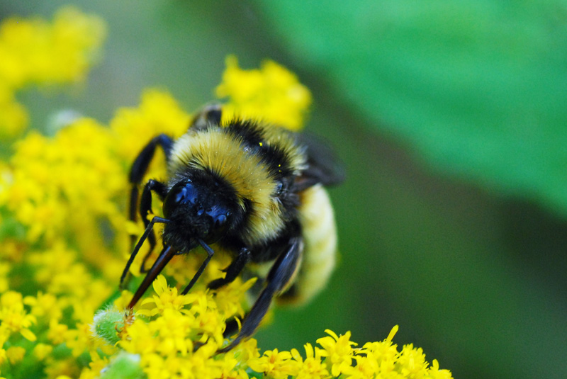 MObugs: Common Eastern Bumblebee
