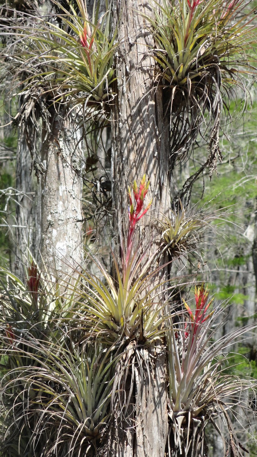 Our Alaskan Adventure: Florida Adventure: Plants of the Everglades ...