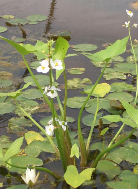 Plant Database: Sagittaria latifolia