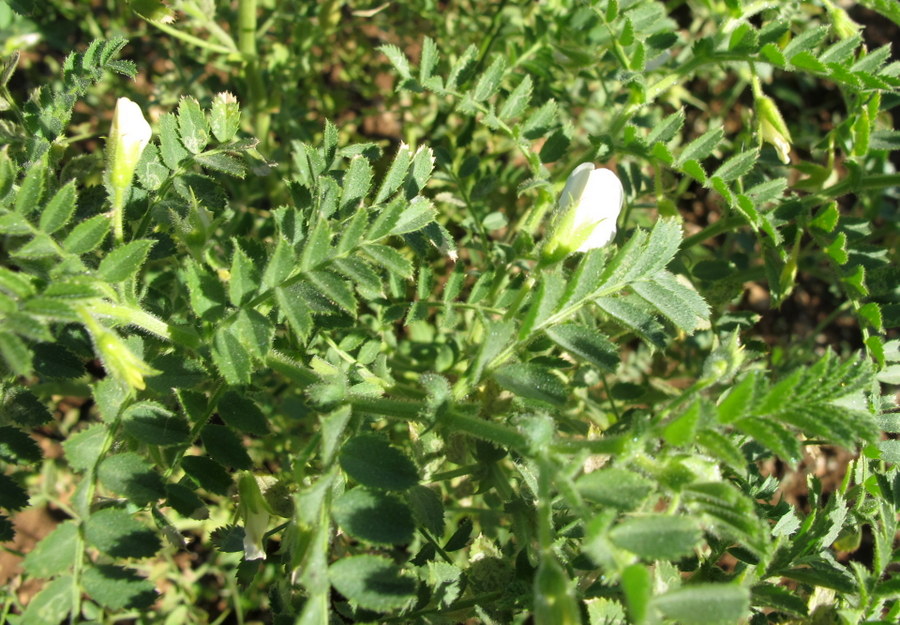 FLORA NEL SALENTO e.. anche altrove: Cicer arietinum L. - Fabaceae - cece