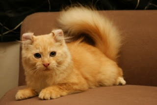 Kucing American Curl, Jenis Kucing yang Menghasilkan Ras Kucing ...