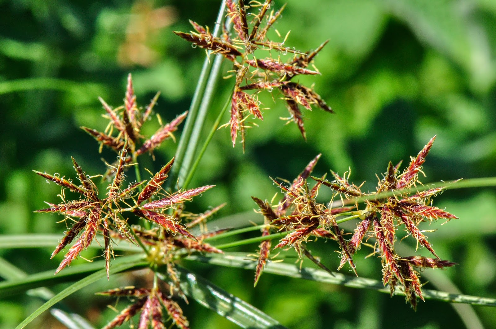 Desde Alájar: Juncia loca