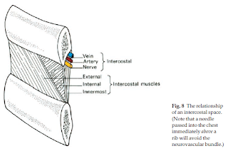 Understanding the Clinical Guide to Anatomy: Thoracic Cage-Intercostal ...