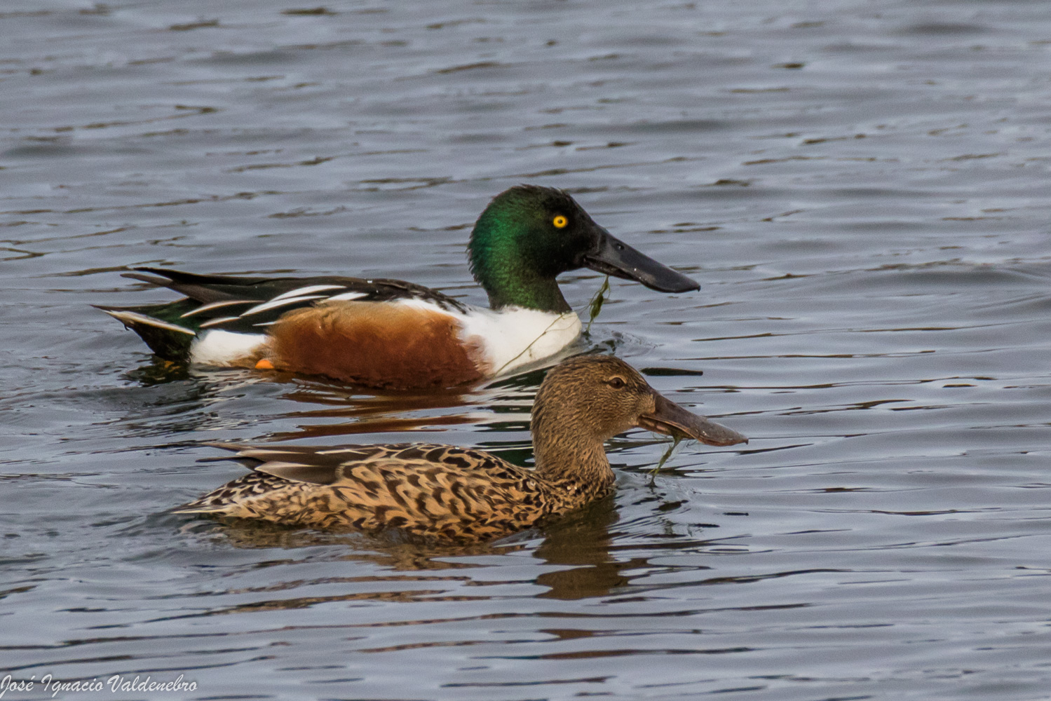 DocNatureBlog: Un bello pato con un pico muy adaptado. Cuchara común ...