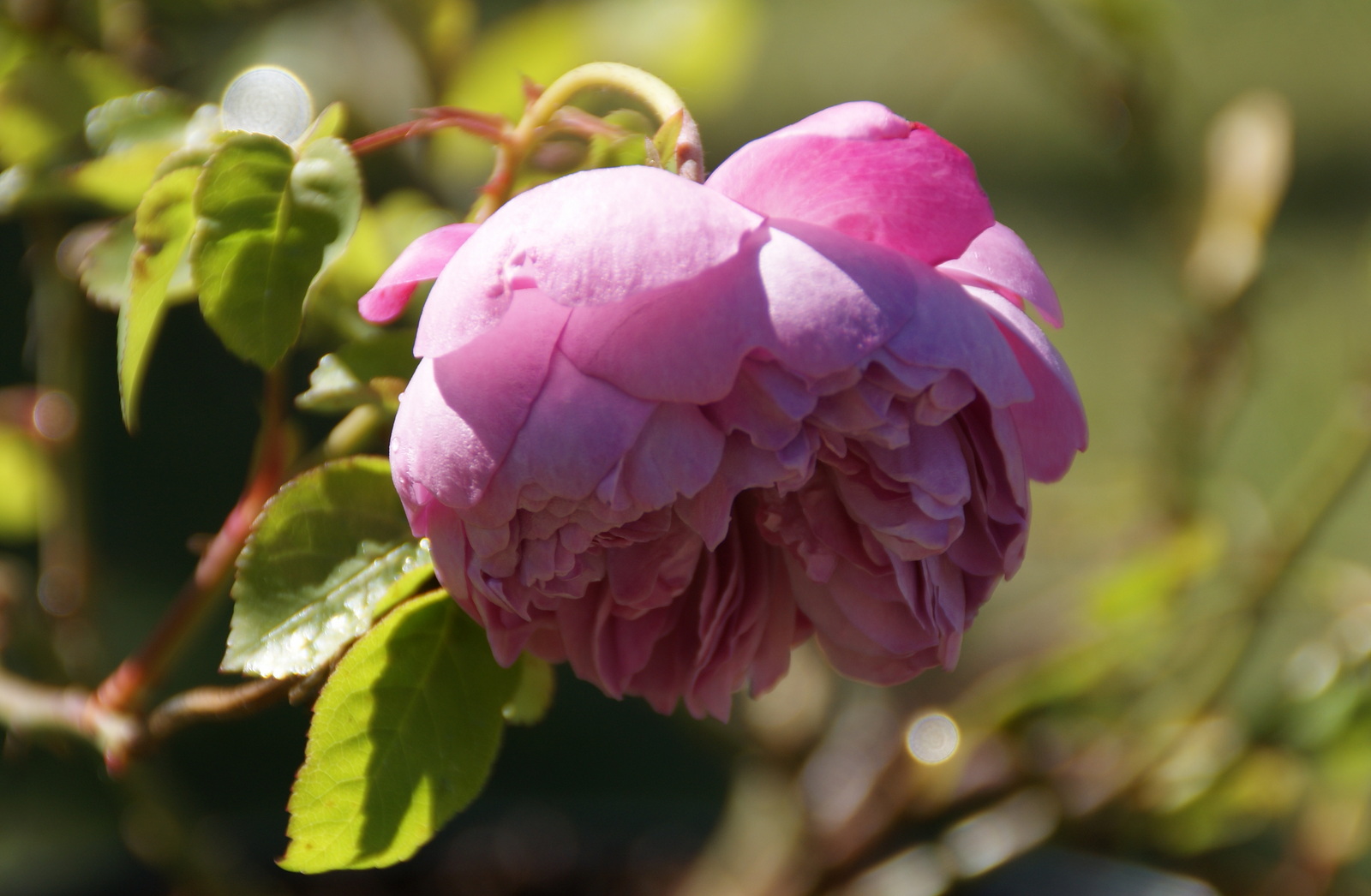Organic Garden Dreams: February Roses