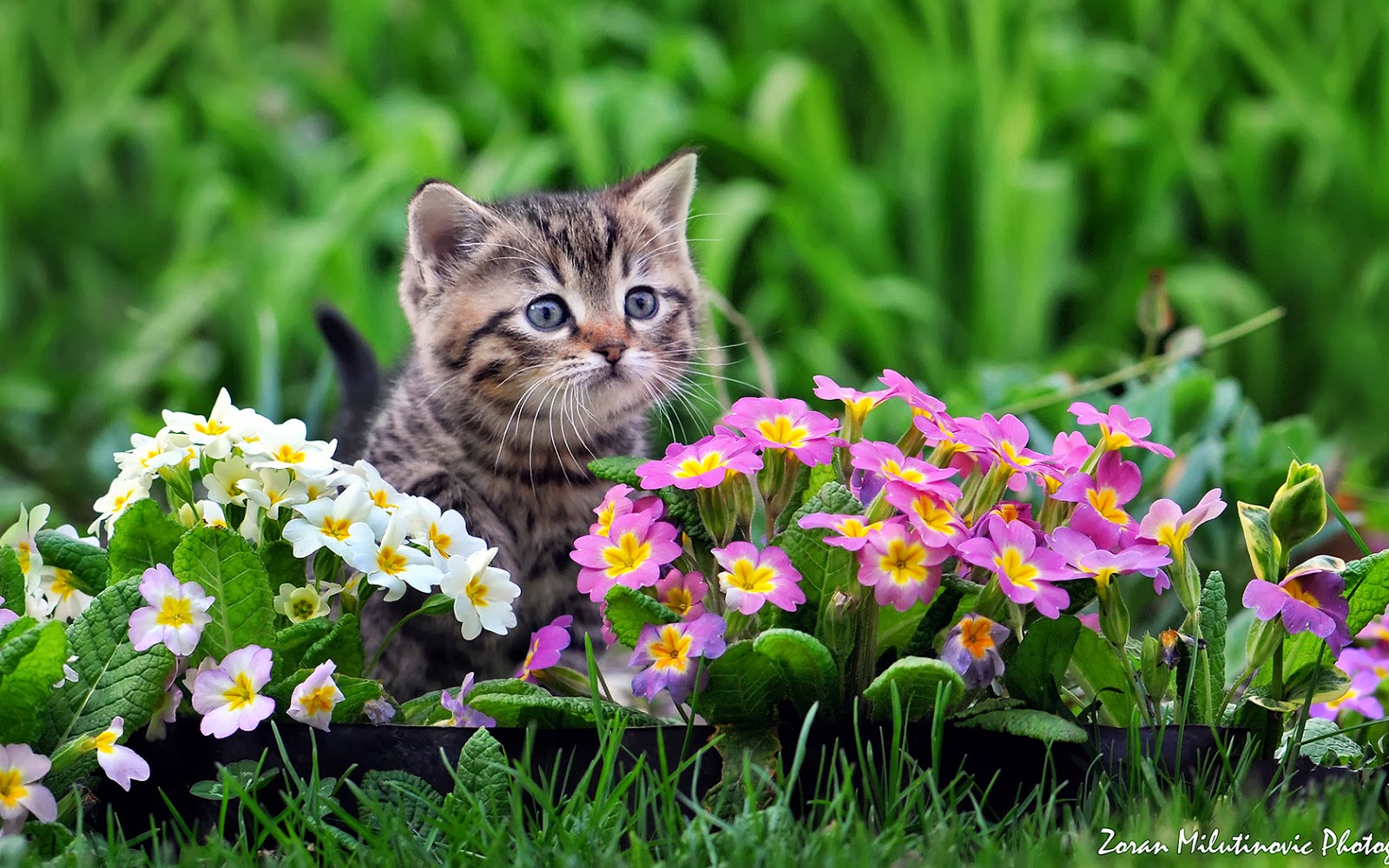 Fotos de gatos con flores - Imagui