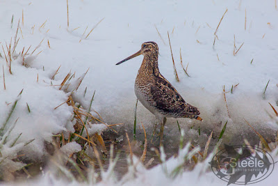 Walkin' With the Wild Woman: Successful Snipe Hunting in 10 Easy Steps