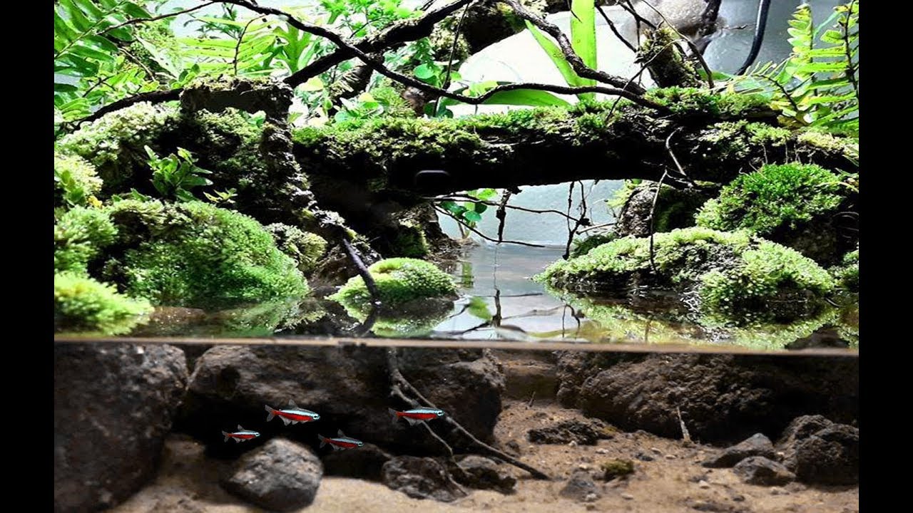 Pets in the aquarium: Jangan Salah! membedakan Vivarium, Aquarium ...