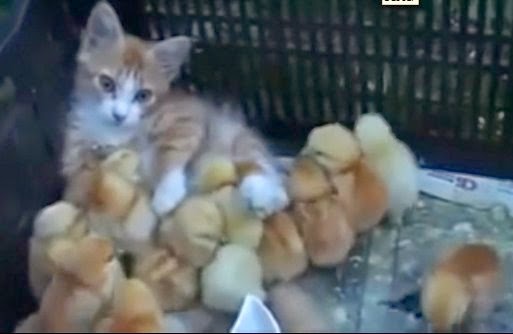 Fauna Urbana Villa María: Gata cuida a pollitos