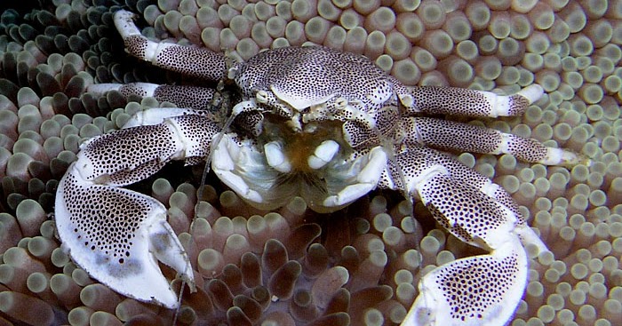 Real Monstrosities: Porcelain Crab