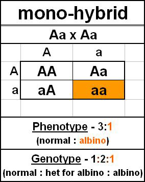 Inheritance: Monohybrid Inheritance