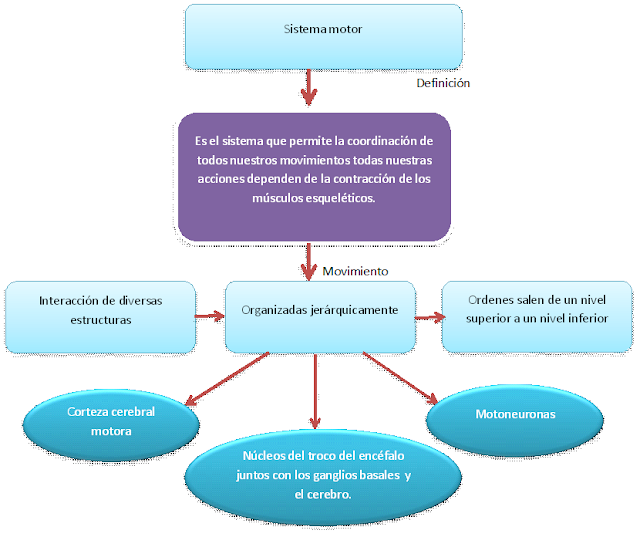 NEUROREHABILITACION: SISTEMA MOTOR