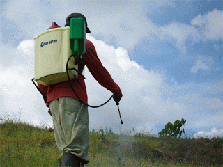 RACUN RUMPUT BUATAN SENDIRI YANG MURAH MERIAH - Arek Japan Kulon