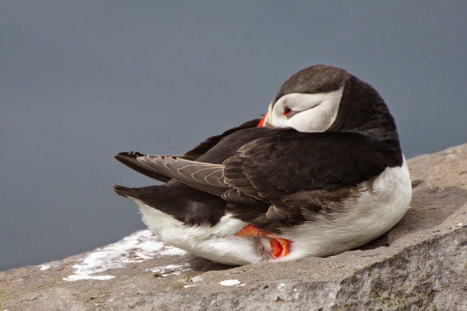 Purbeck Footprints: Focus on the Puffin