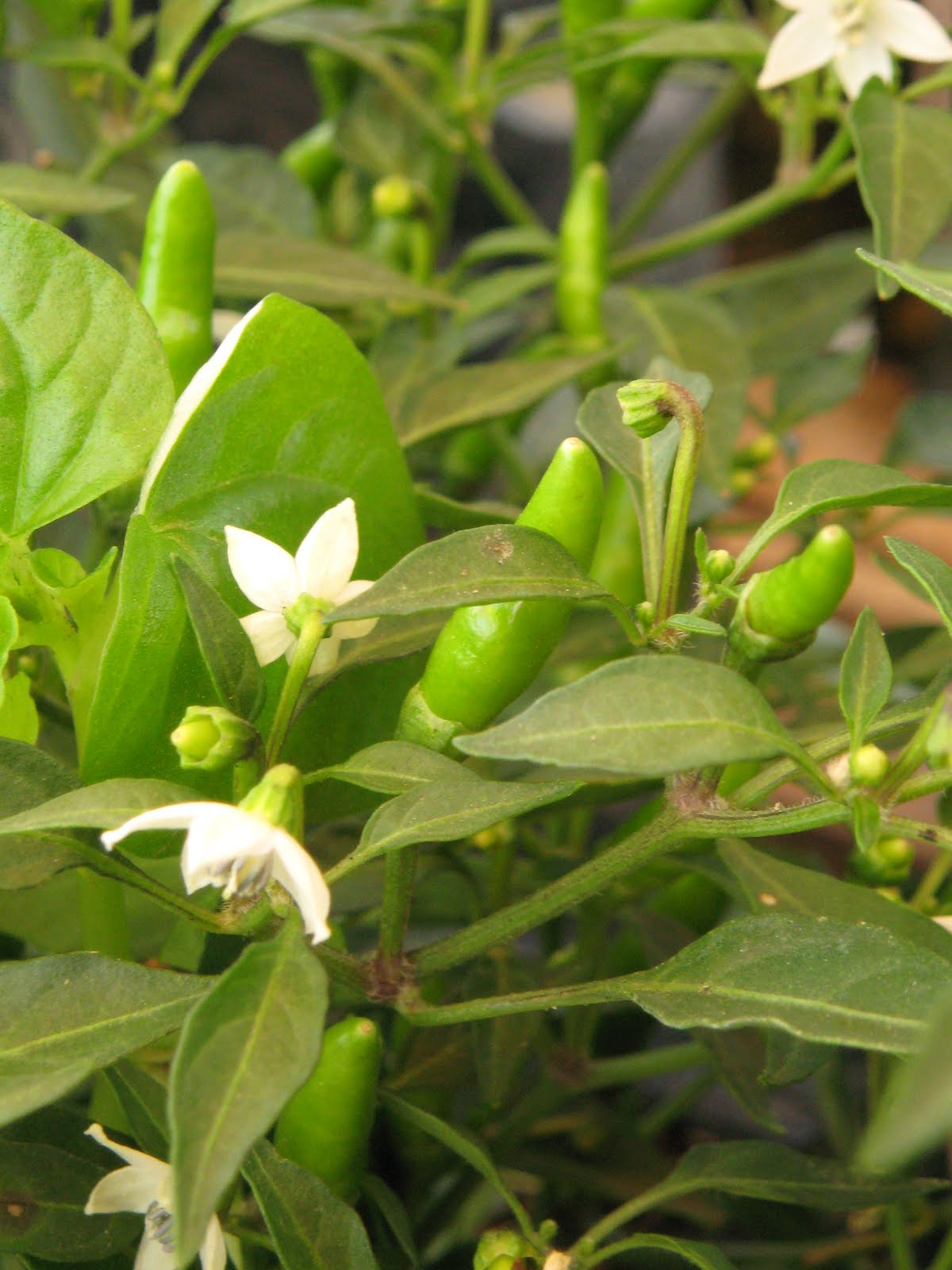 bucaio: Siling Labuyo