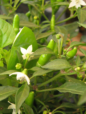 bucaio: Siling Labuyo