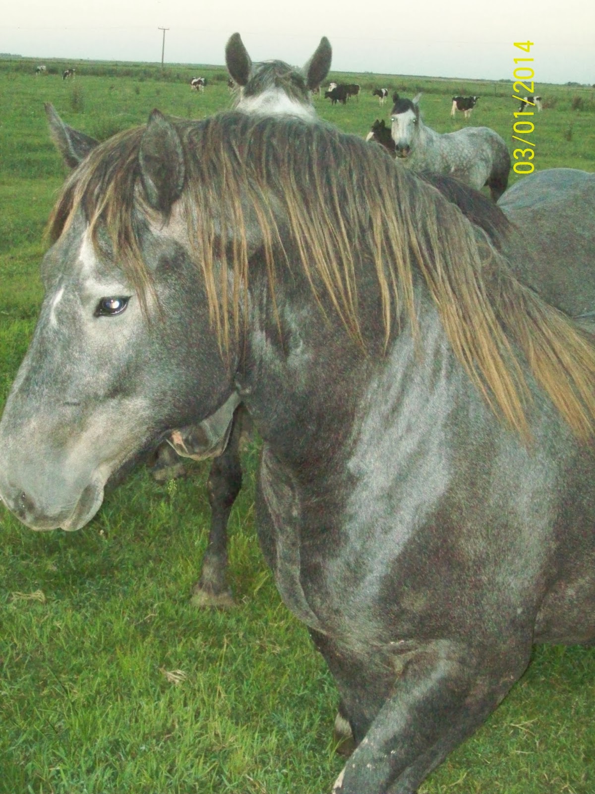 CABALLOS PERCHERONES CABAÑA LA TURCA: CAÑADA GLADIADOR SBA 13715 ...