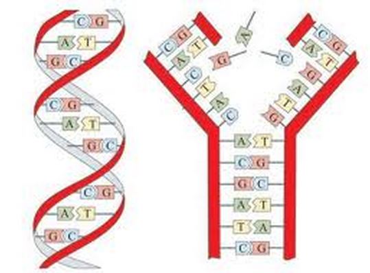 Joining DNA Molecules |Genetic Engineering Info