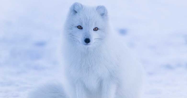 Hva er en art? Svar: Det finnes ingen felles definisjon.