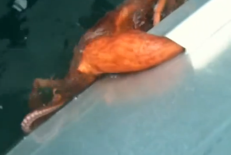 Antediluvian Salad: Plesiosaur Machinations V: Despot Ammonite Slayer