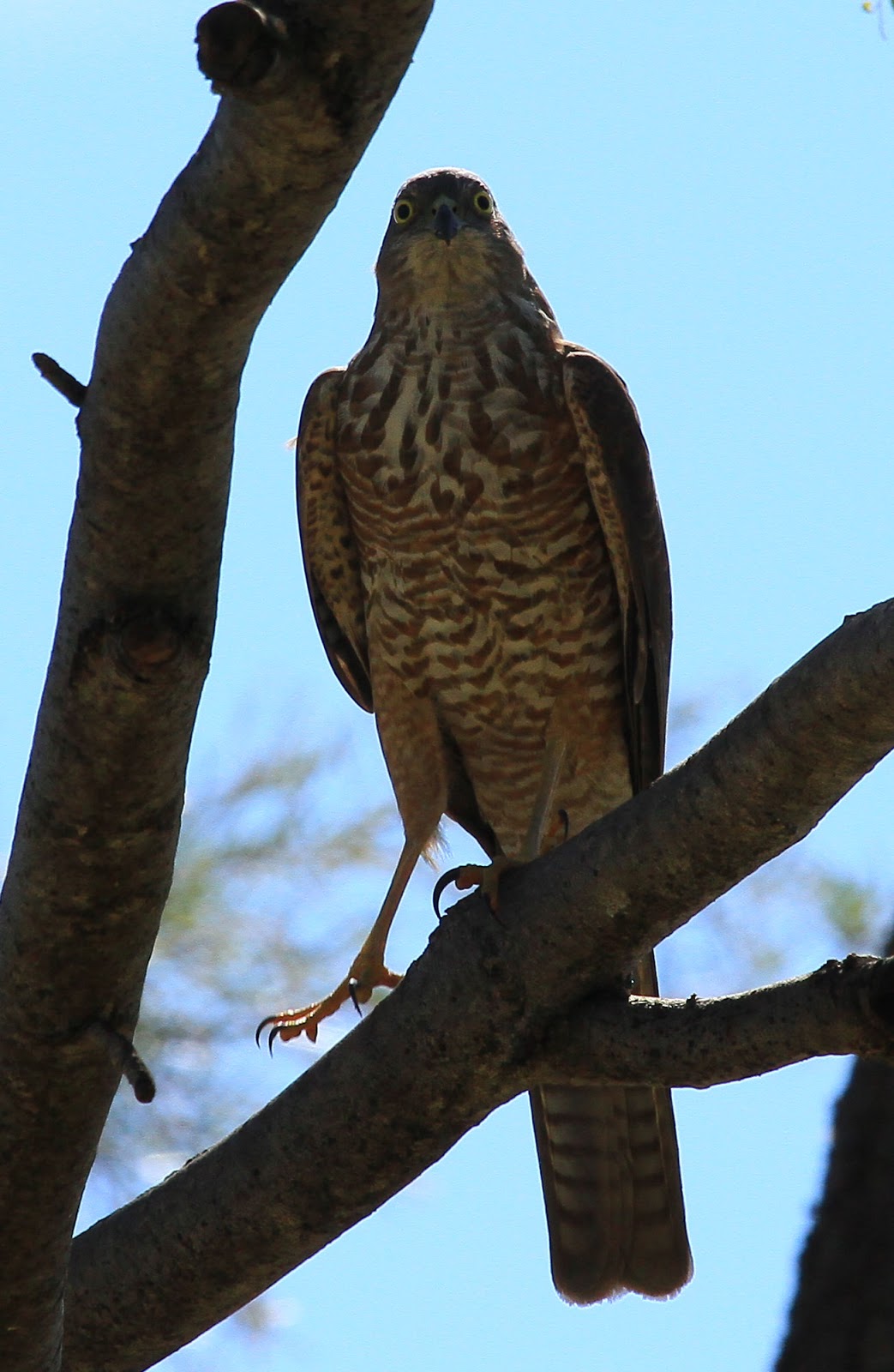Richard Waring's Birds of Australia: Black Honeyeaters, juvenile ...