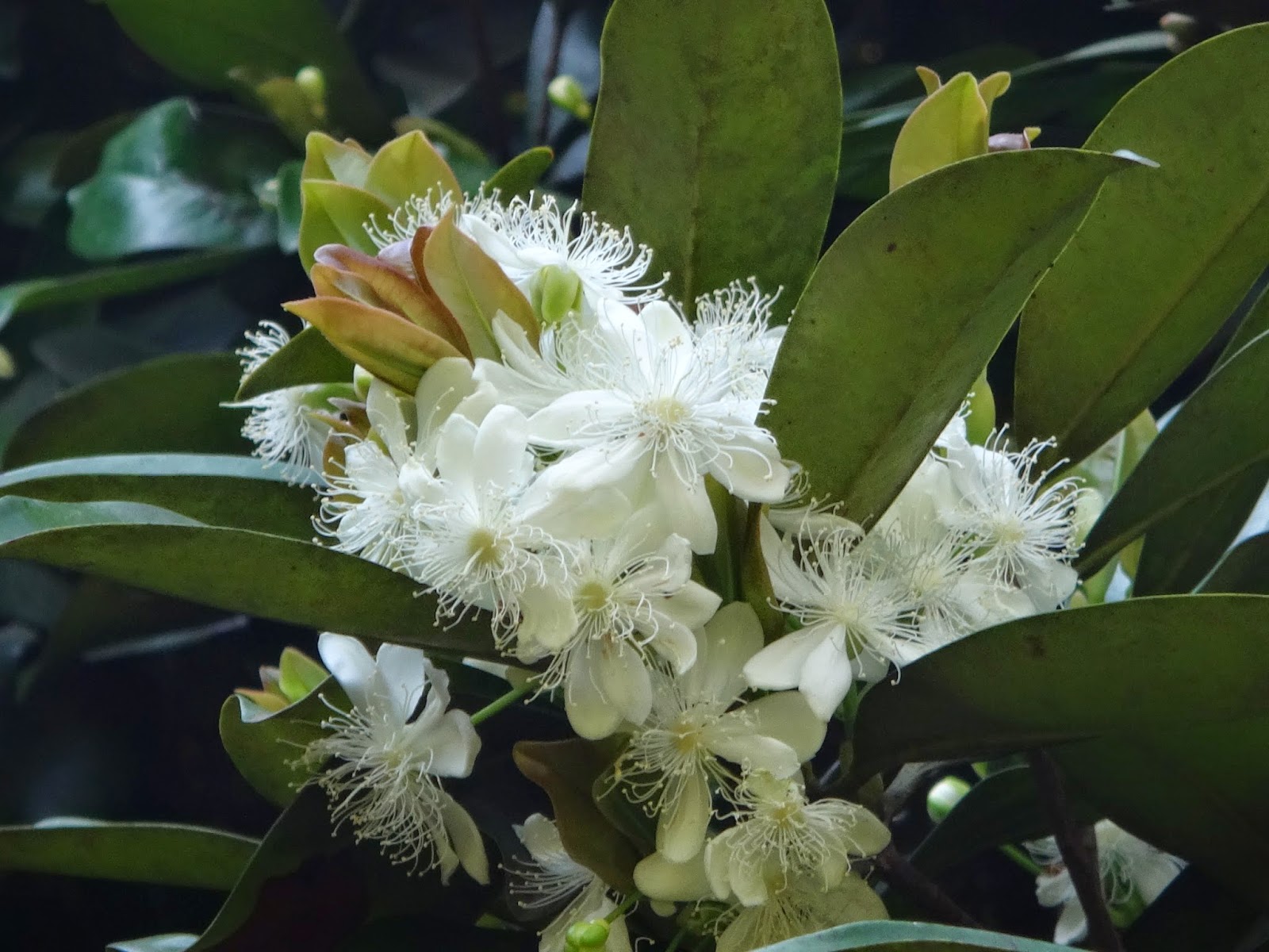 Uma flor por dia: Grumixama