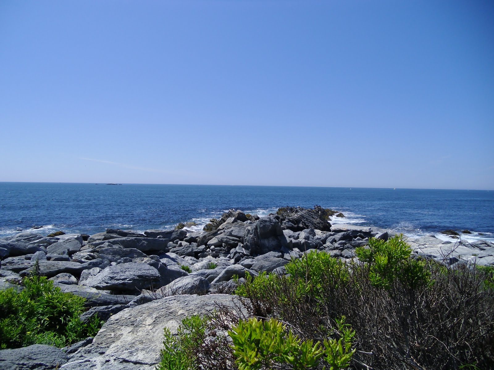 Blue-Headed Blackbird: Sachuest Point National Wildlife Refuge