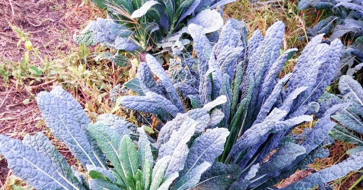 Menta Olandeza sau Izdraeliana: Rasaduri varza Kale