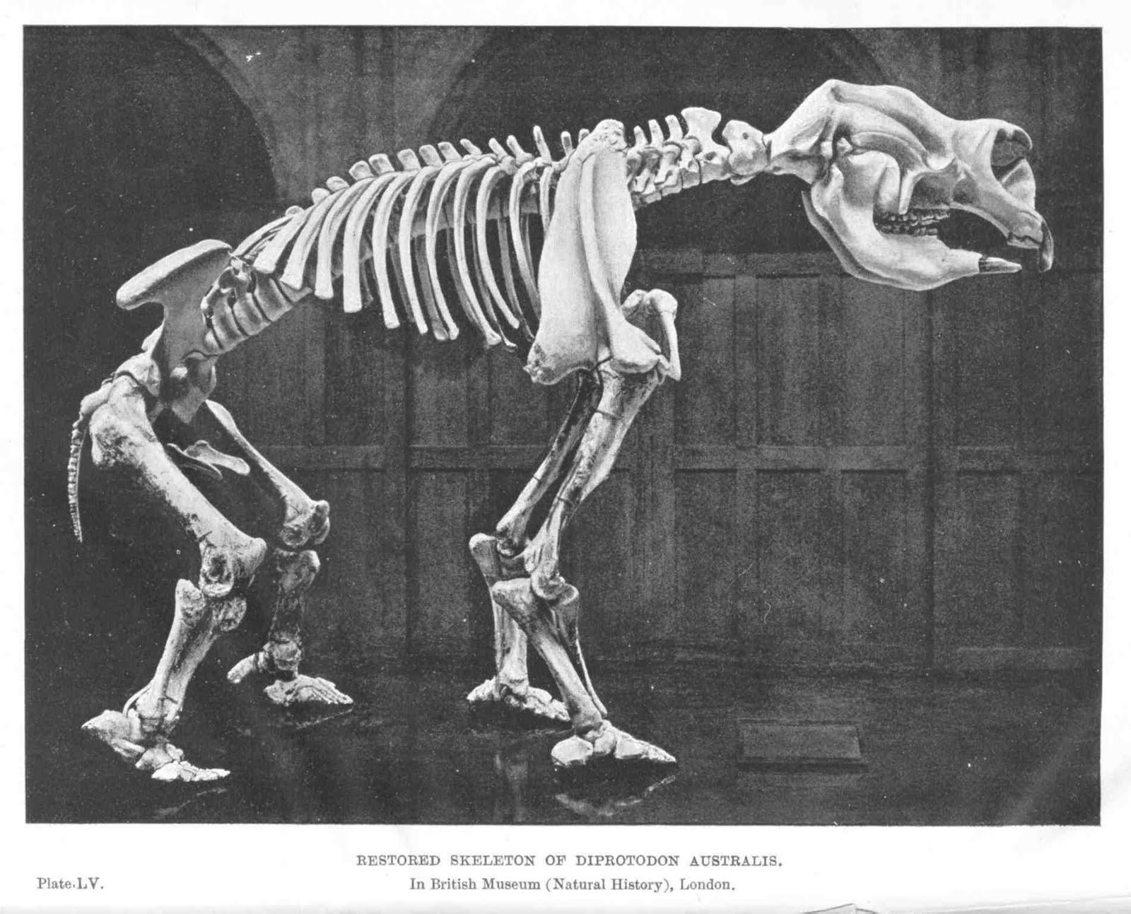 Diprotodon - JungleKey.fr Image #50