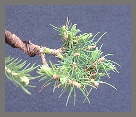 CHOWA ZOUTLEEUW: Picea: vormen, snoeien en bedraden