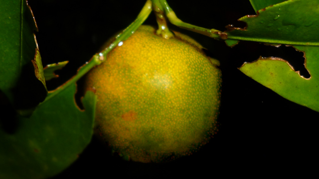 Sweet Lemon - Rata Naran | SL Flora