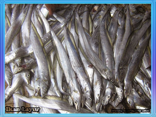 Nama-Nama Ikan Laut | Nuansa Sains