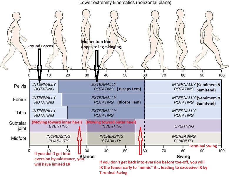 Those "Tricky" Hamstrings (Part 3)