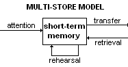 The Modal Model of Memory: Sensory, Short-term, and Long-term Memory ...