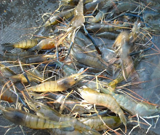 Udang Galah dan Cara Budidaya