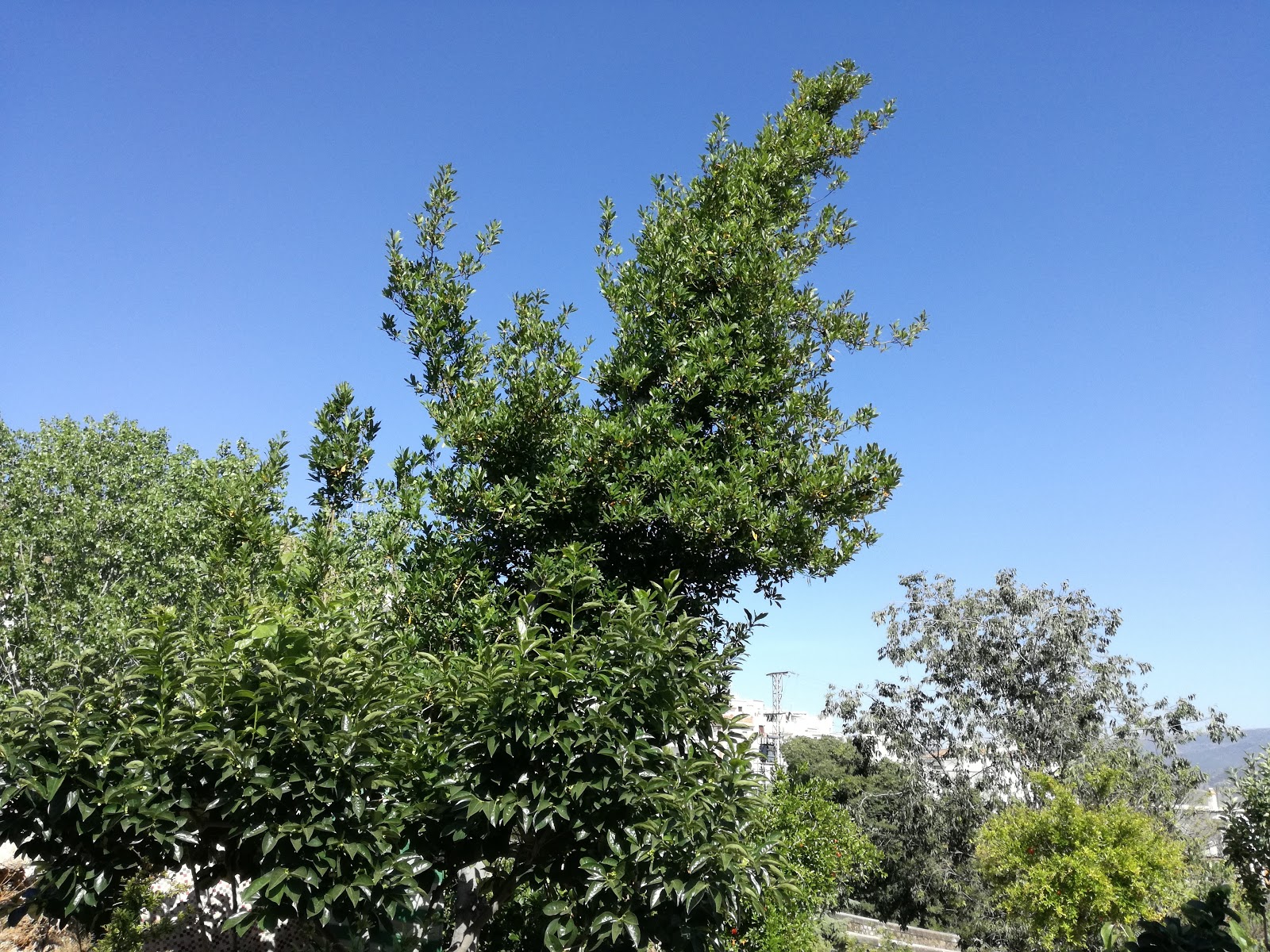 El laurel. – Diario voz